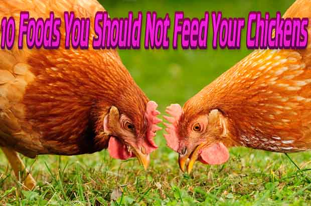 Fact of the day: 10 Foods You Should Not Feed Your Chickens