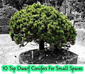 10 Top Dwarf Conifers For Small Spaces